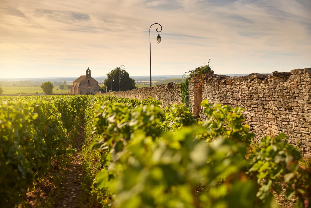 Presentation | Domaine Clos de la Chapelle