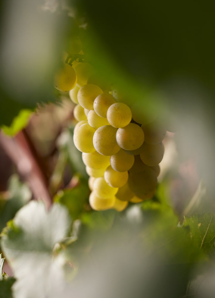 Presentation | Domaine Clos de la Chapelle